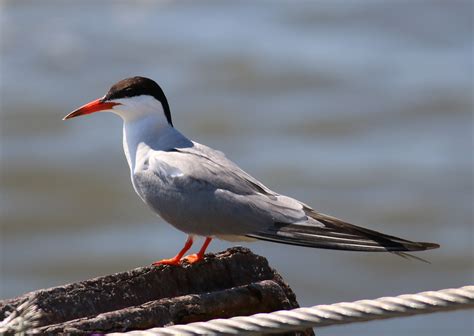 What Is A Tern Tern Store Tern Definition And Meaning Ovni