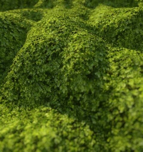Artstation Redshift Shader C4d Moss V4 Resources