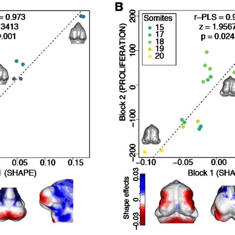 Quantitative Relationship Between Morphology And Spatial Patterning Of