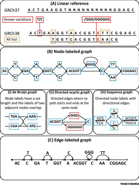 Extending The Reference Genome A Linear Reference The Report On The