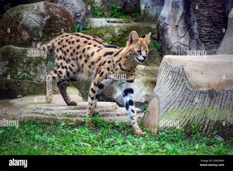 Serval Leptailurus Serval Walks Through Stock Photo Alamy