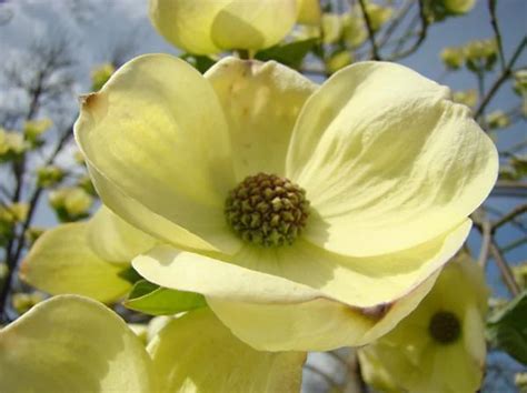 2 3ft Yellow Dogwood Cornus Stolonifera Flaviramea Field Grown