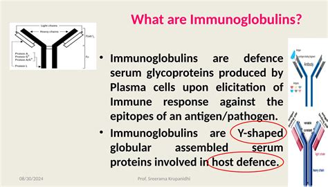 Lecture 10 Immunoglobulins Their Structure And Functionpptx