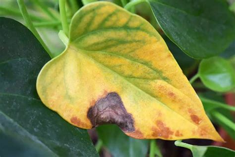 Leaf Environmental Factor