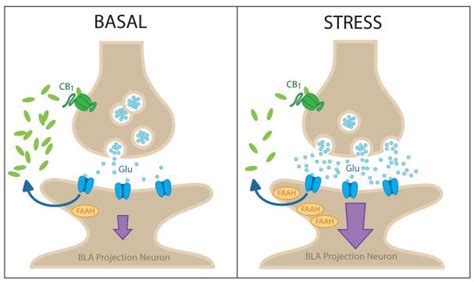 Endocannabinoid Signaling Glucocorticoid Mediated Negative Feedback