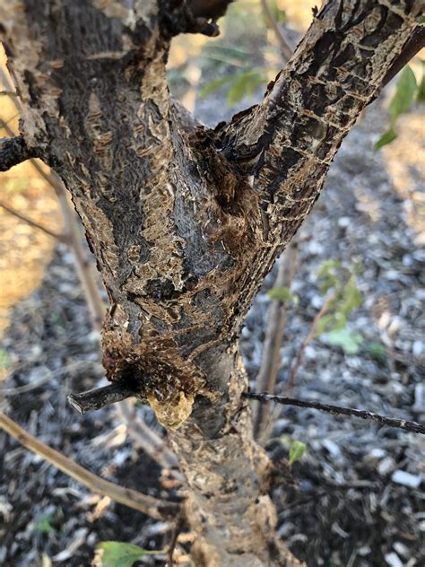 Diseases Of Plum Trees