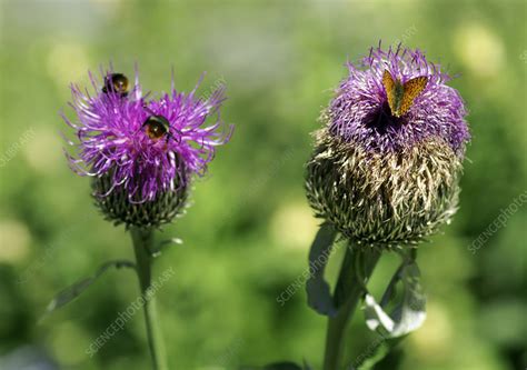 Stemmacantha Centauroides Flowers Stock Image B8361995 Science