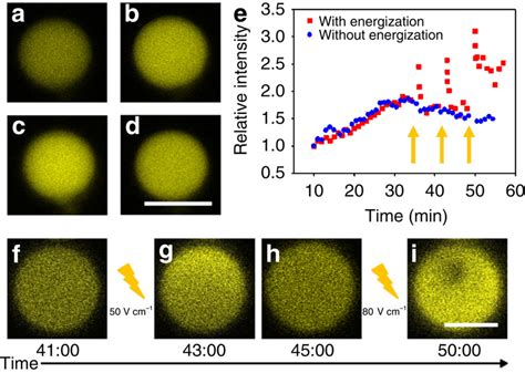 Electric Field Mediated Enhancement Of An Enzyme Cascade Reaction