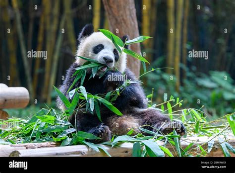 Giant Panda Eating Bamboo