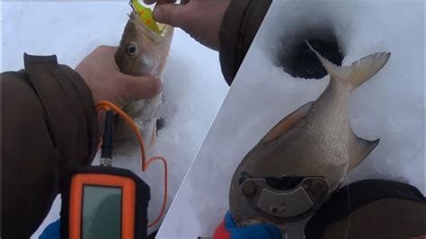 Рыбалка на судака в верхах Рыбалка на обском водохранилище Youtube