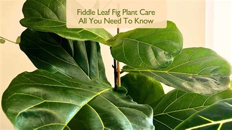 Fiddle Leaf Fig Plant Care Complete Guide For A Healthy Ficus Lyrata
