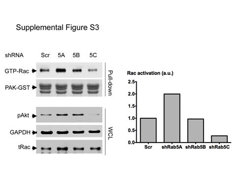 Rab5 Isoforms Orchestrate A Division Of Labor In The Endocytic