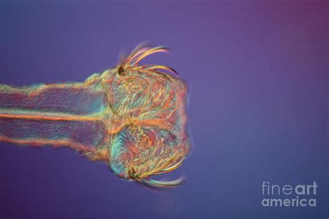 Arrow Worm Photograph By Thomas Fromm Fine Art America