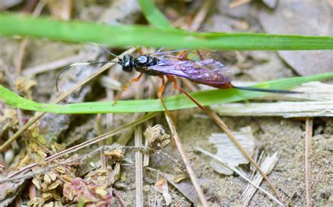 Jericho Vermont Photos