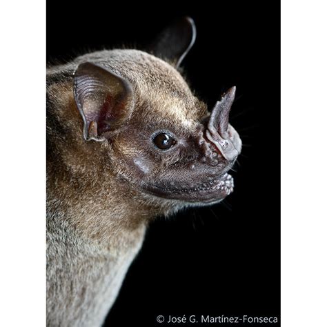 Фруктоядные листоносы Artibeus Lifecatalog