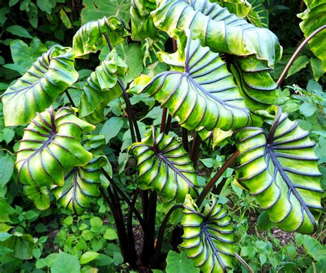 Colocasia Pharaohs Mask Ppaf Brians Botanicals