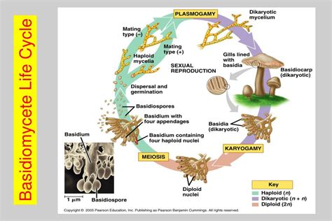 Basidiomycetes Life Cycle
