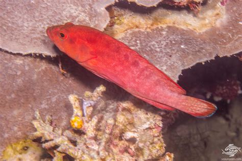 Strawberry Grouper Facts And Photographs • Seaunseen