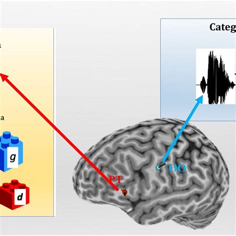 Graphical Summary Our Results Suggest That The Categorization Of