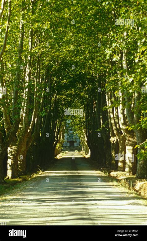 Tree Lined Road Stock Photo Alamy