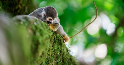 Ecología Ecuador Reconoció Un Nuevo Corredor De Conectividad Para