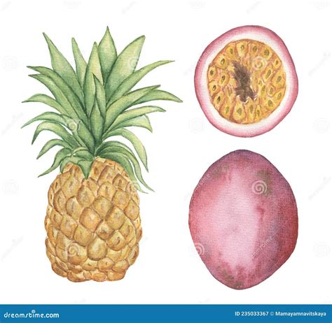 Tropical Hand Drawn Fruit Clipart Watercolor Summer Food Illustration