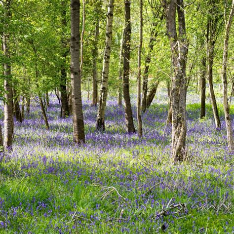 Tree Seed Provenance Where The Seed Comes From Rj Trees And Hedging