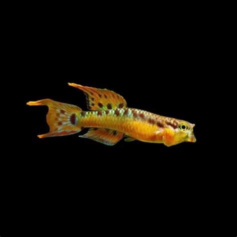 Killie Aphyosemion Bivittatum Funge Aphyosemion Bivittatum Funge Pareja