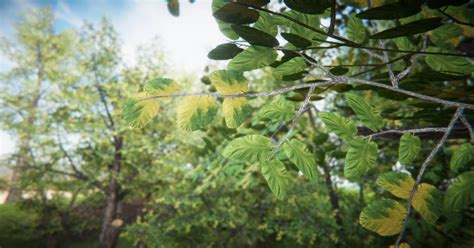 Mobile Realistic Tree 6 3d Trees Unity Asset Store