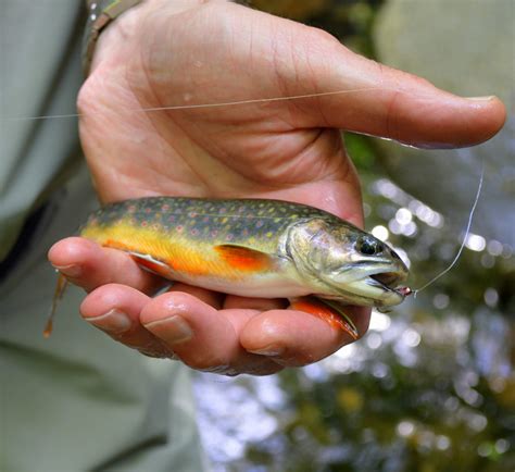 Native Brook Trout Gallery