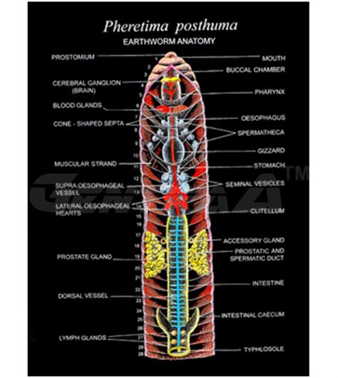 Pheretima Posthuma Earthworm Anatomy Vimal Exports