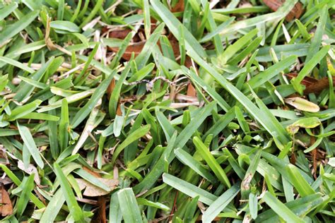 Why Is My St Augustine Grass Yellow