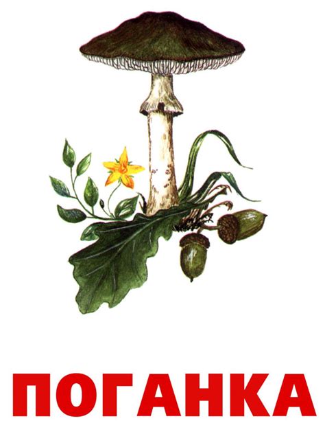 Грибы: картинки для детей