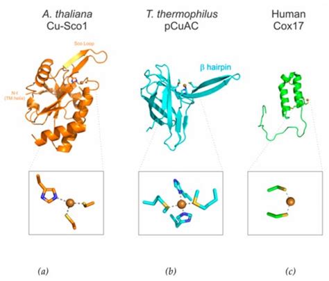 Biochemistry Of Copper Site Assembly In Heme Copper Oxidases A Theme