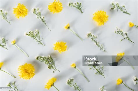 국화와 커터 꽃 구성 흰색 배경에 다양한 노란색 또는 주황색 꽃과 녹색 잎으로 만든 패턴과 프레임 플랫 레이 탑 뷰 복사 공간 봄 여름 개념 0명에 대한 스톡 사진 및 기타