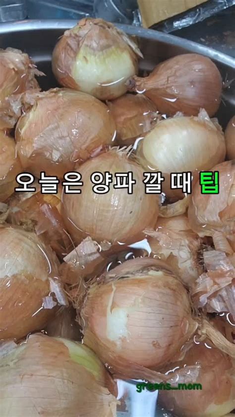 김은성 🎃호박 덩굴 사이에서 보물찾기 텃밭 농부의 손끝에서 탄생한 초록 황금 호박 수확의 순간입니다 이 둥글둥글한 녹색 공들은 단순한 채소가 아니라 정성과 기다림의