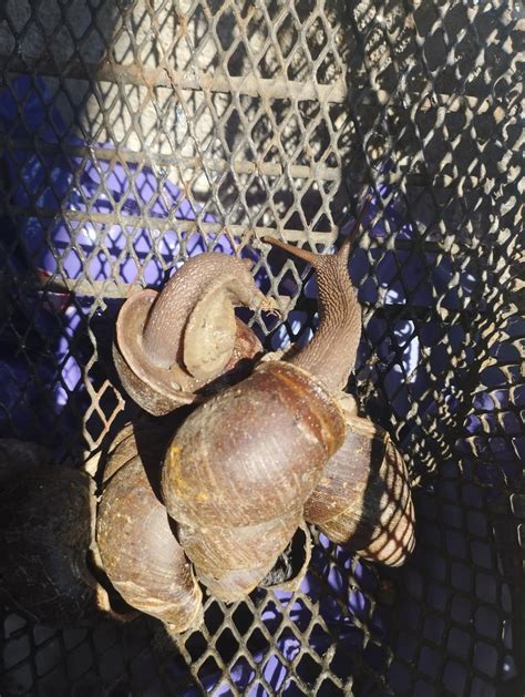 Snail Identification R Snails