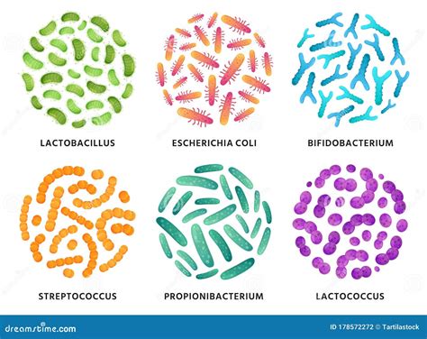 Lactococcus Probiotics Lactic Acid Bacteria Good Bacteria And