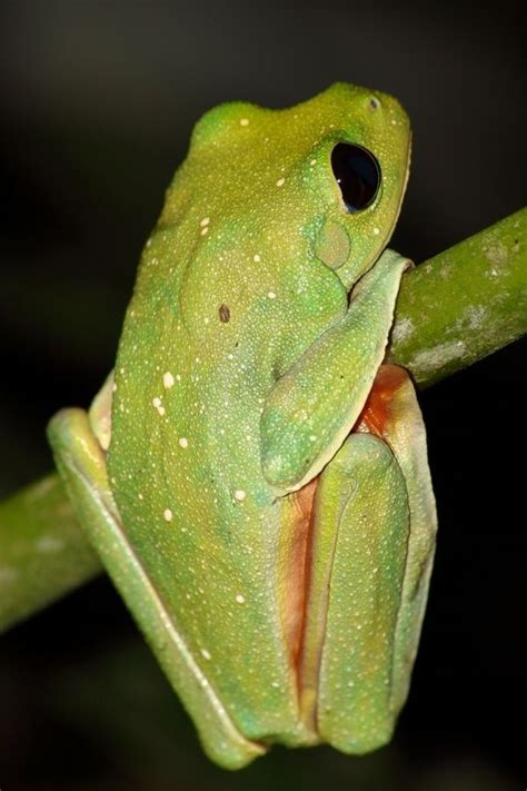 Black Eyed Tree Frog Agalychnis Moreletii Tree Frogs Green Tree
