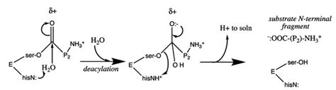 [Solved] please draw the Deacylation mechanism of Chenotrypsin. then draw... | Course Hero