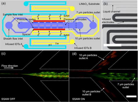 Size Based Particle Separation Using A Self Aligned Saw Based Download Scientific Diagram