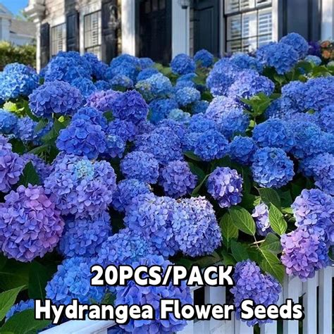 20pcsbag Colorful Hydrangea Seeds Bonsai Hydrangea Flower Seeds