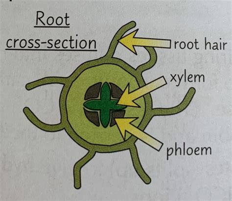 Transport In Plants Flashcards Quizlet
