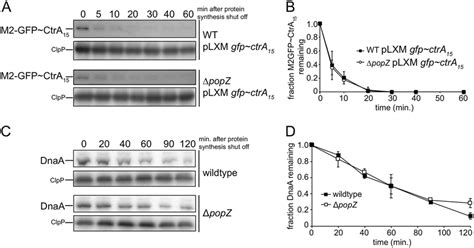 Degradation Of Adaptor Independent Or Clpxp Independent Proteolysis Is
