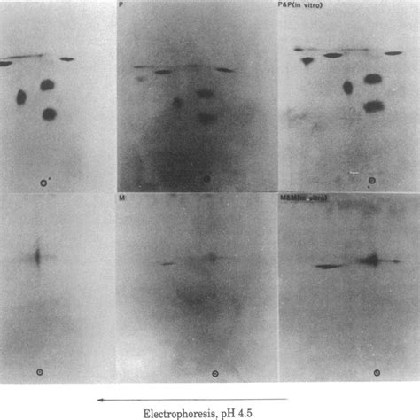 Upper Two Dimensional Tryptic Peptide Mapping Of Download Upper Two Dimensional Tryptic Peptide Mapping Of Download