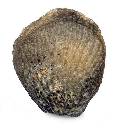 Fossils For Sale Fossils Silicified Agatised Fossil Scallop