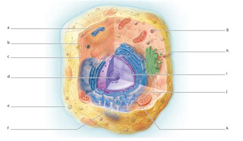 A P Lab Week Cell Structures Diagram Quizlet