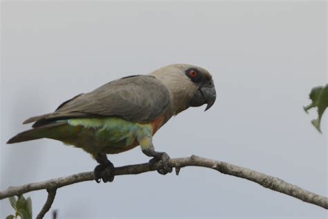 Red Bellied Parrot Holmen Birding Safaris