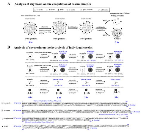 Influence Of Chymosin On Physicochemical And Hydrolysis Characteristics