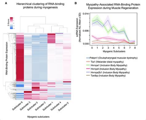Cluster Specific Rna Binding Protein Expression Is Temporally Defined
